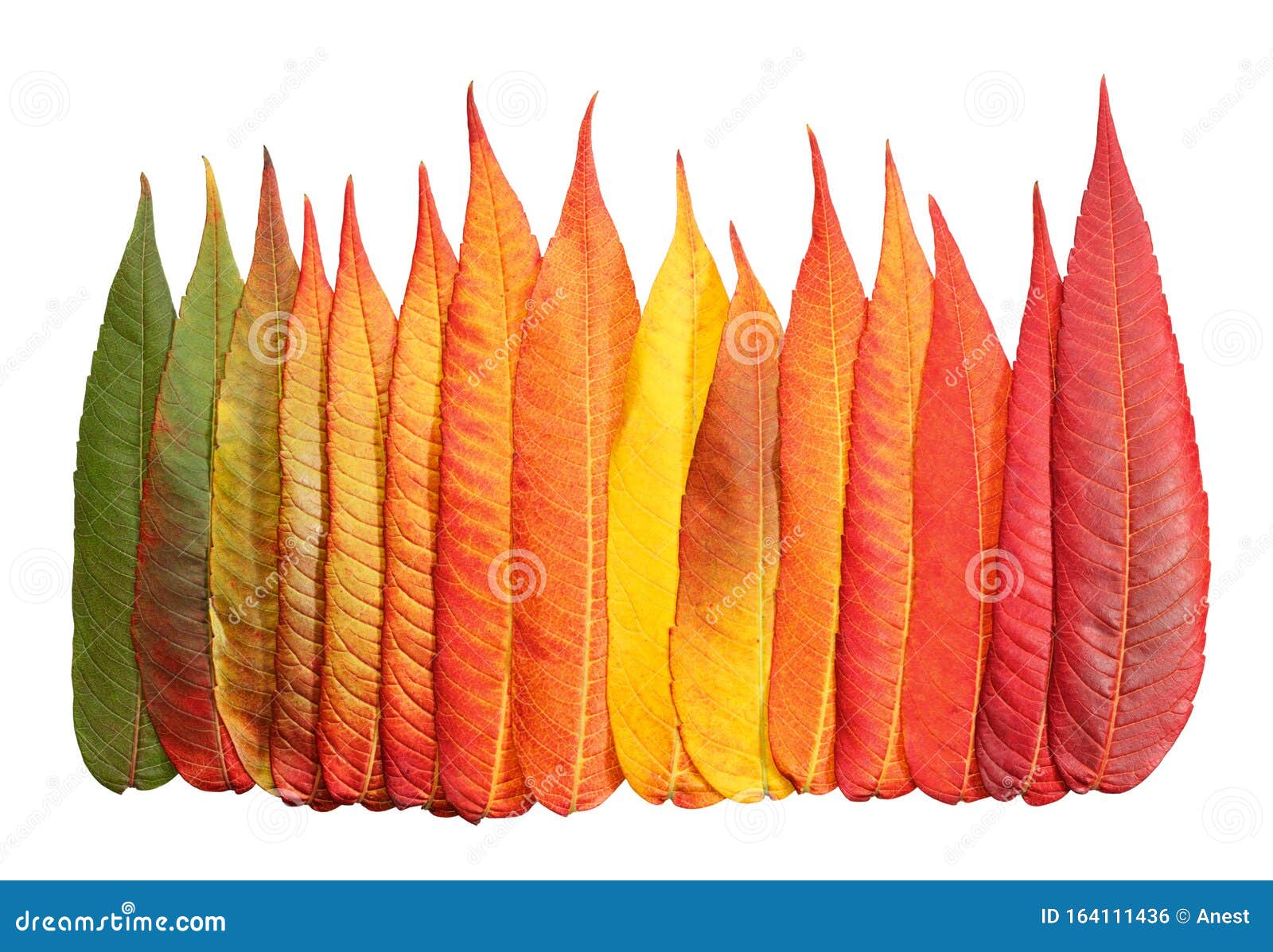 Autumn Multicolour Leaves in Row Stock Photo - Image of bright, brown ...