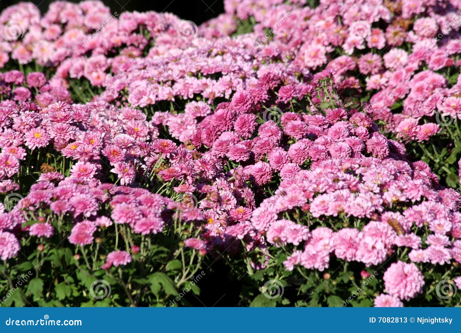 Autumn mum flowers stock image. Image of botanical, beautiful - 7082813