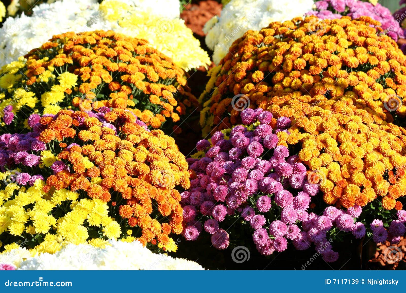 Autumn mum flowers stock image. Image of flowers, botanical - 7117139
