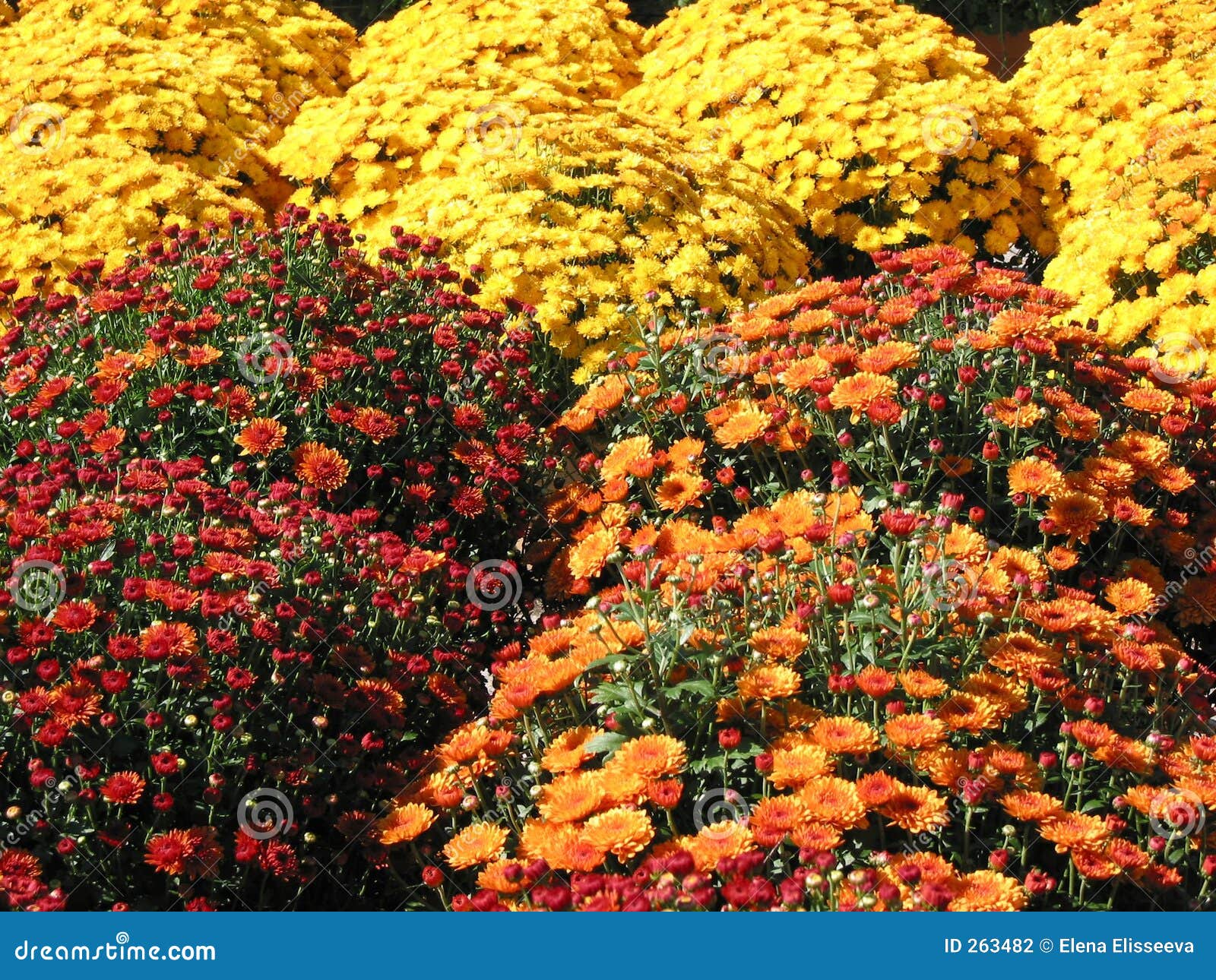 Autumn mums stock photo. Image of halloween, garden, farm - 263482