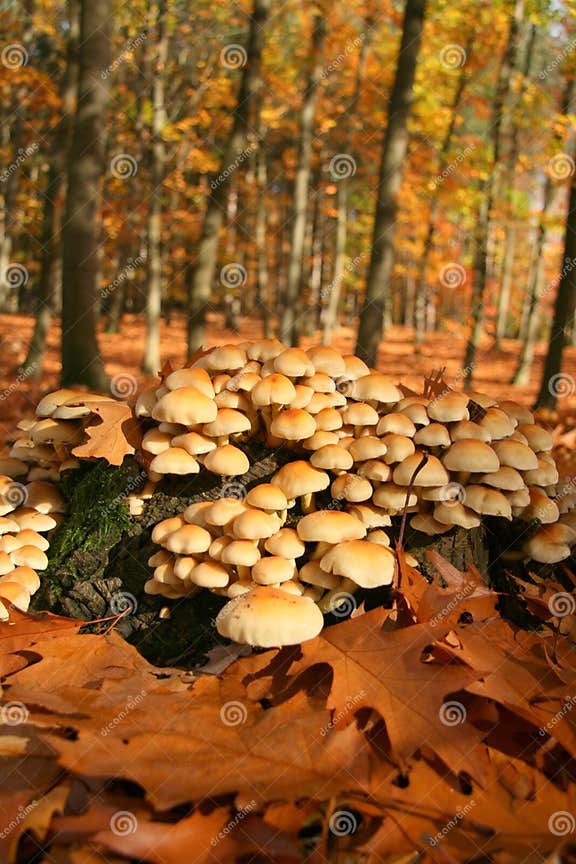 Autumn mushroom forest stock image. Image of dusk, color - 6790499