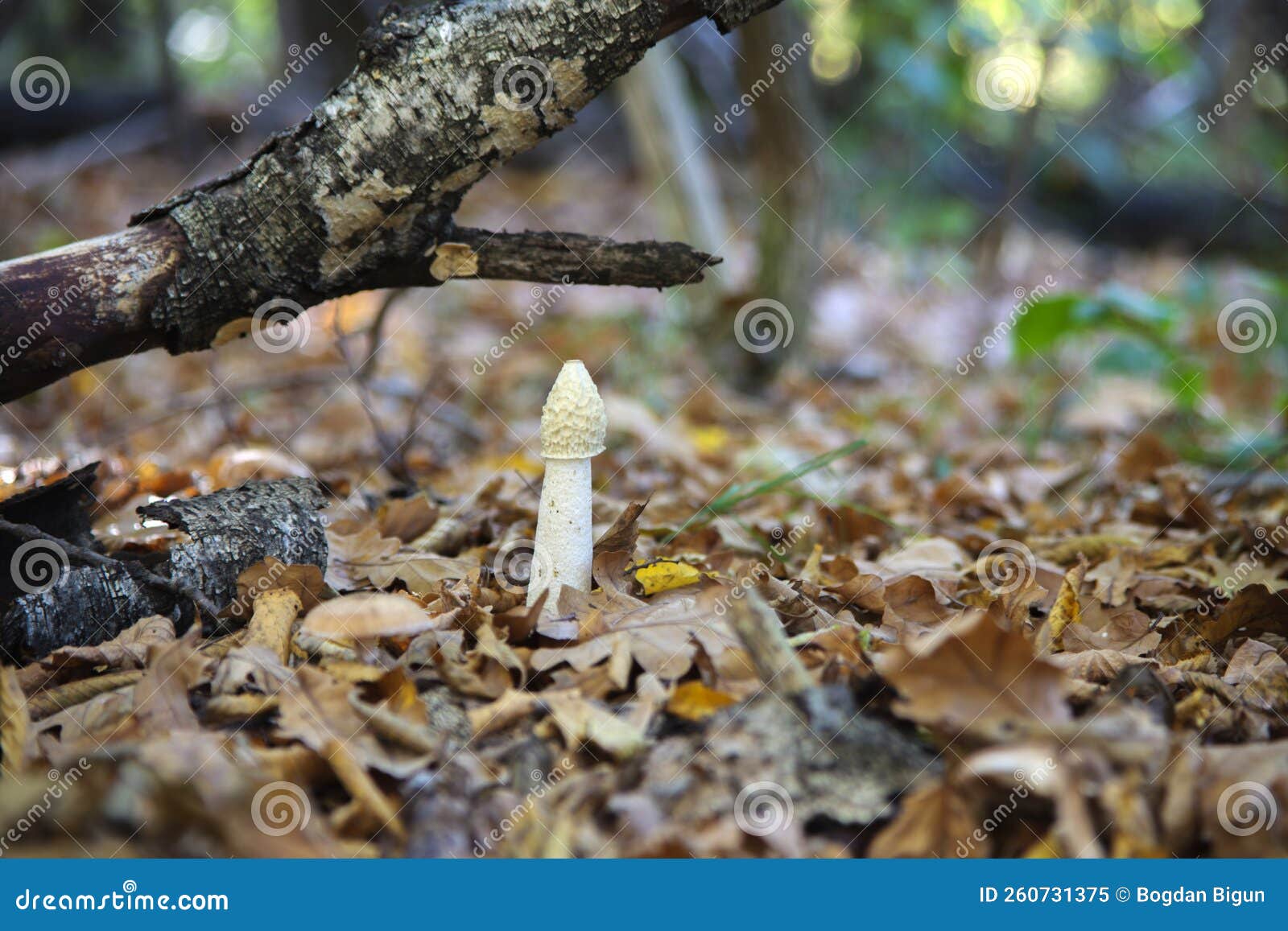 Autumn Mushrooms in an Old Dense Forest Stock Image - Image of trees ... Autumn Mushrooms in an Old Dense Forest Stock Image - Image of trees ...