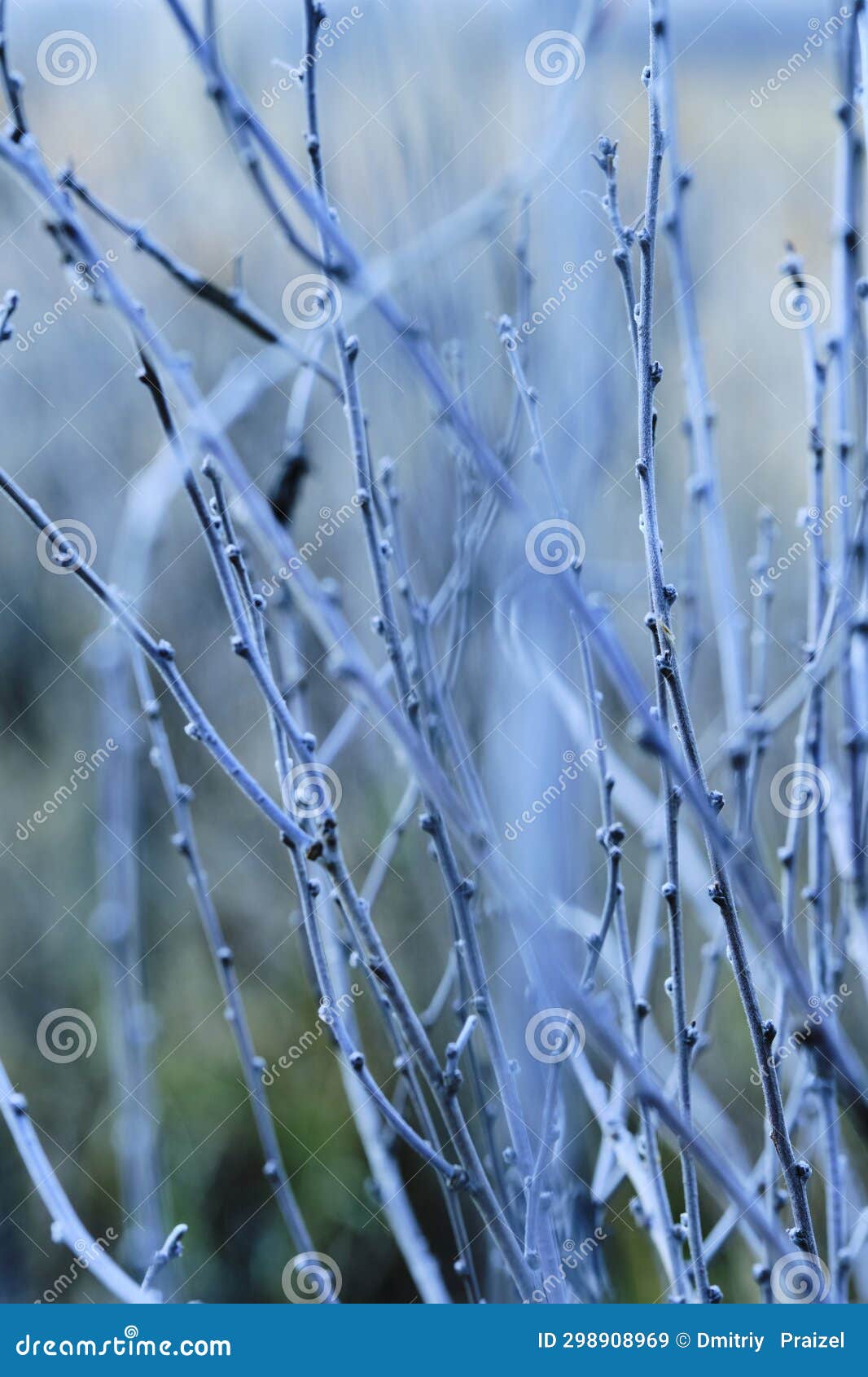 Autumn Natural Background of Dry Shrub Branches. Stock Image - Image of ...