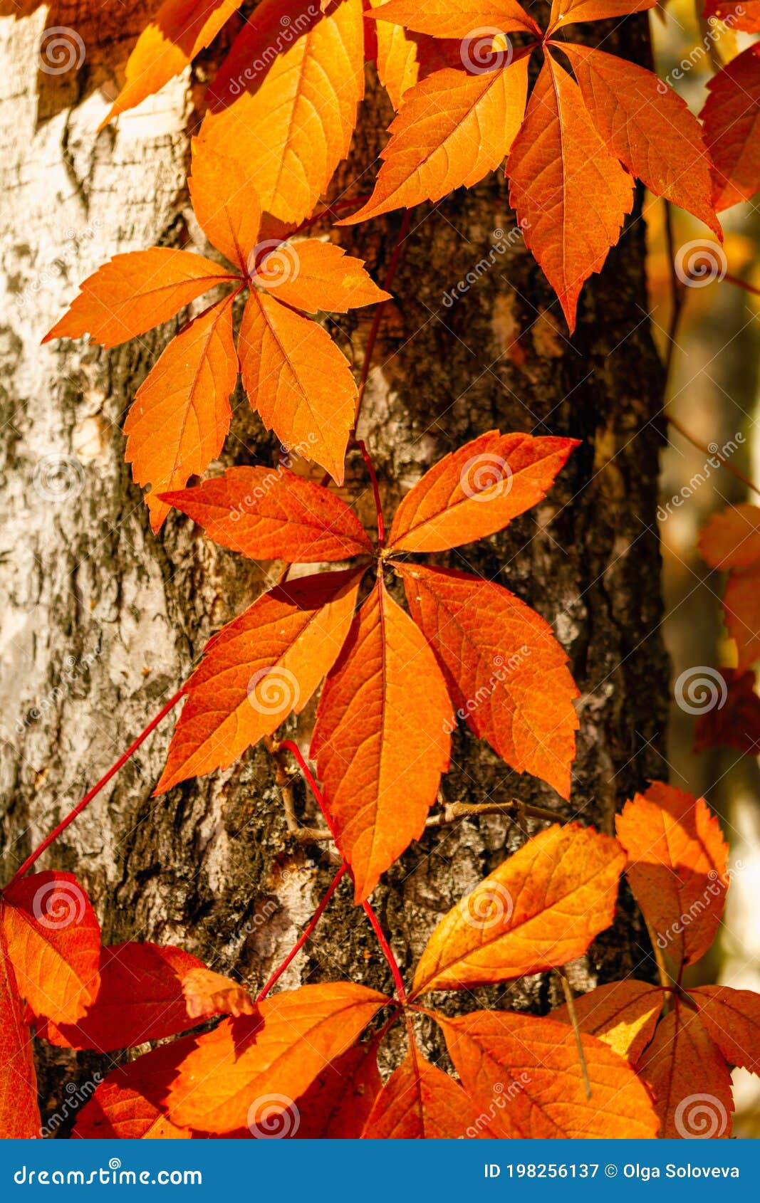 Autumn Natural Background. Maiden Grapes with Orange Leaves Twine ... Autumn Natural Background. Maiden Grapes with Orange Leaves Twine ...