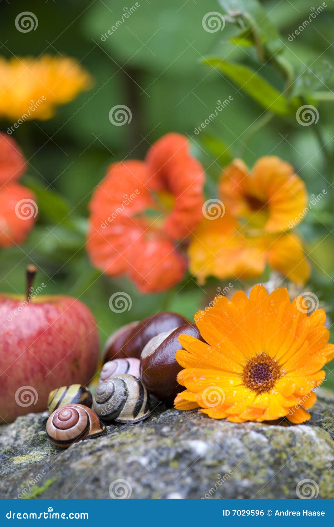 Autumn nature stock photo. Image of beauty, leafy, nature - 7029596