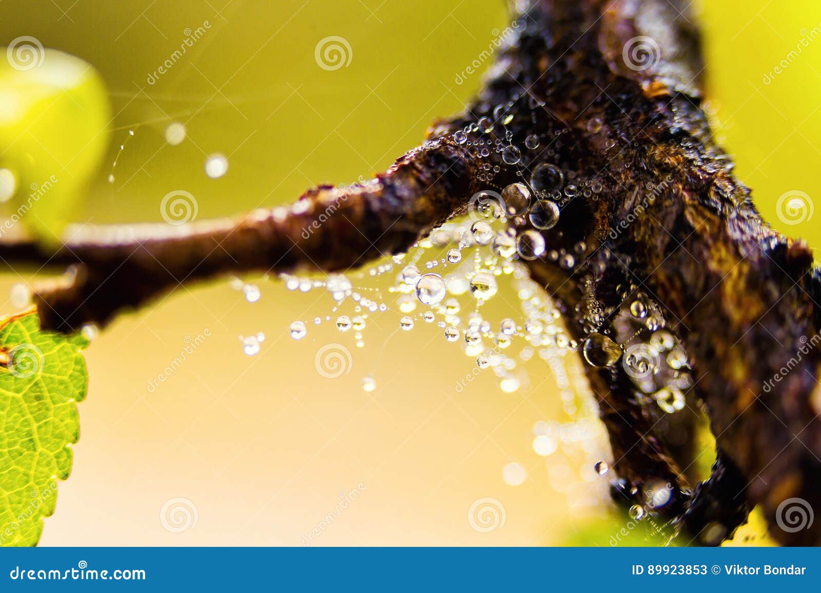 Autumn Nature Background. Branches with Water Drops. Close-up Stock ...
