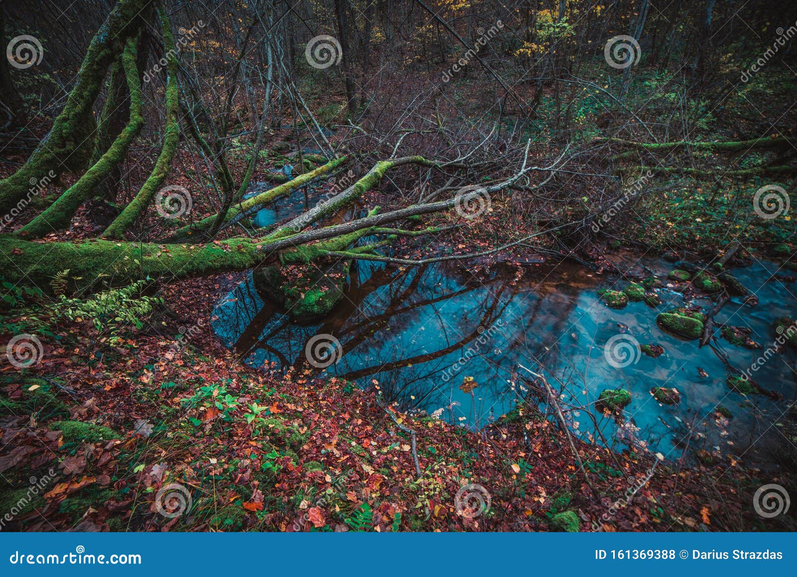 Fallen Tree in Forest Stream, Fall Nature Stock Photo - Image of green ...