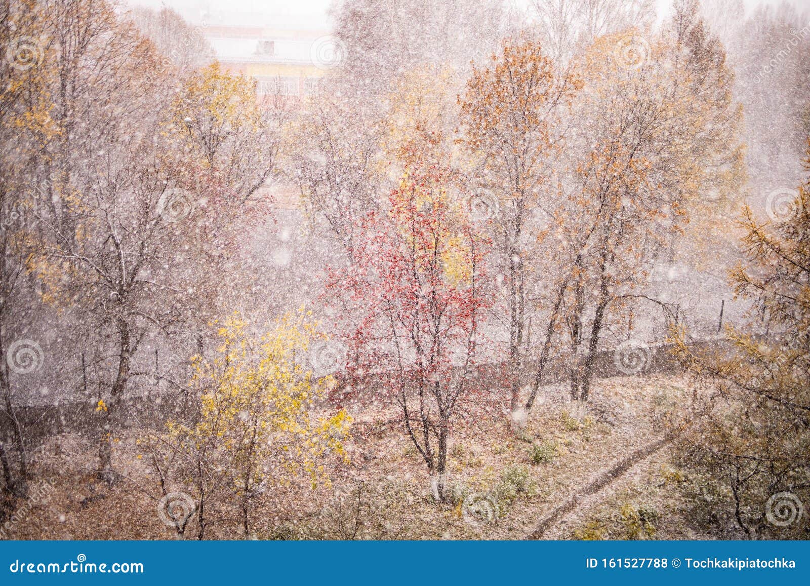 Autumn nature. First snow stock photo. Image of road - 161527788