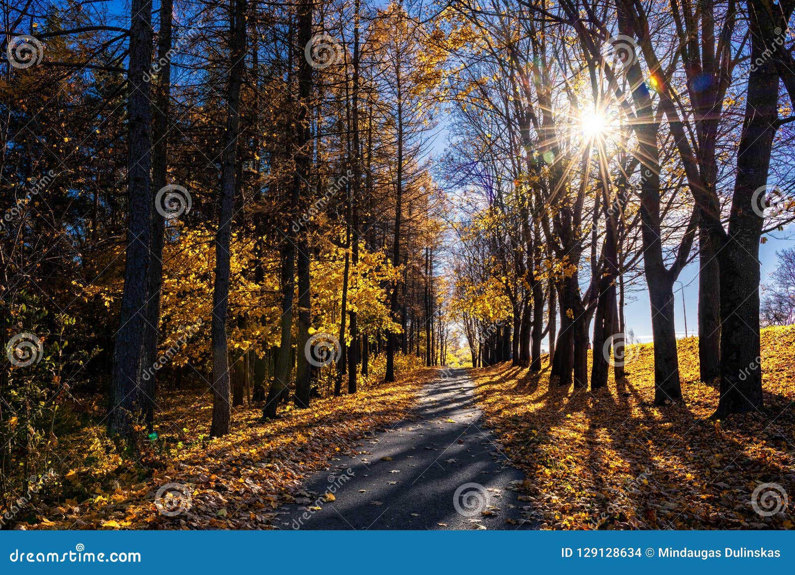 Autumn Nature and Path with Autumn Leaves Stock Photo - Image of path ...