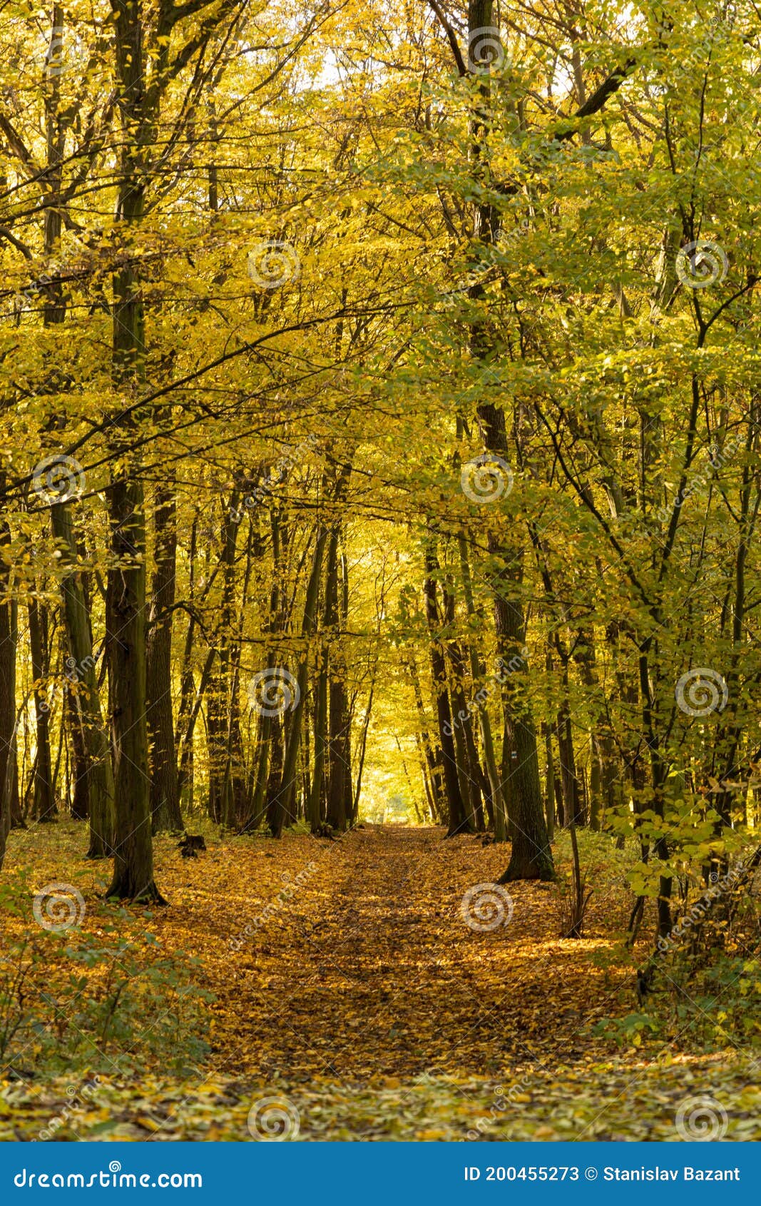 Autumn Nature Path Trough Broadleaf Forest Stock Image - Image of soil ...