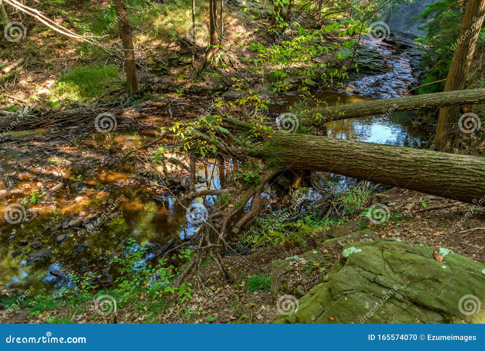Autumn Nature Trail Stream stock photo. Image of colors - 165574070