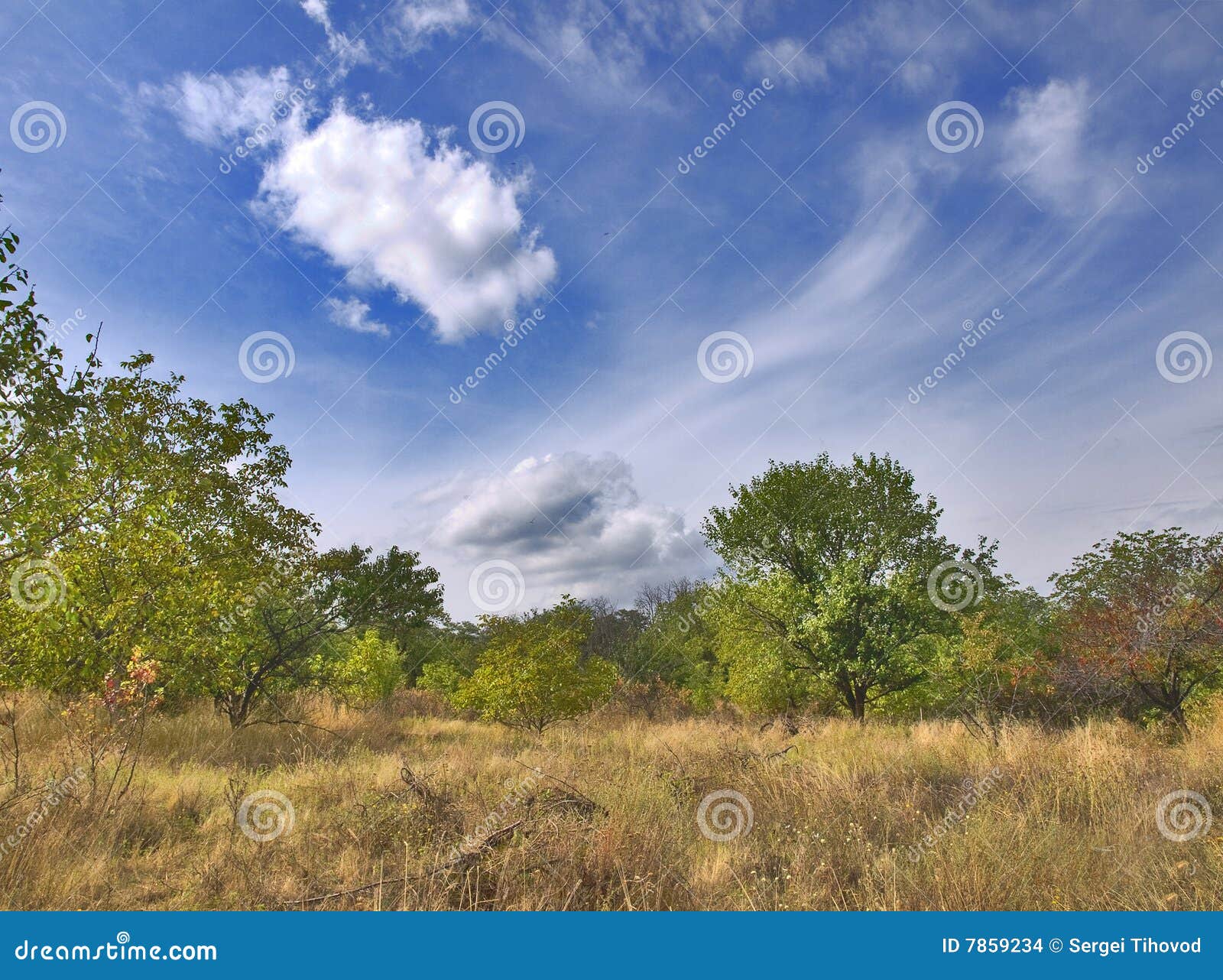 Autumn neglected garden stock photo. Image of concept - 7859234