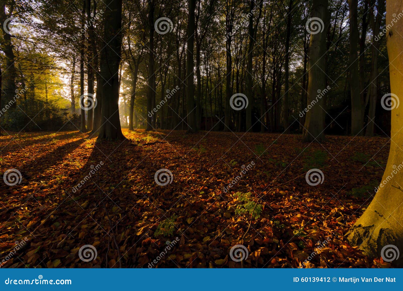Autumn in the Netherlands stock photo. Image of autumn - 60139412