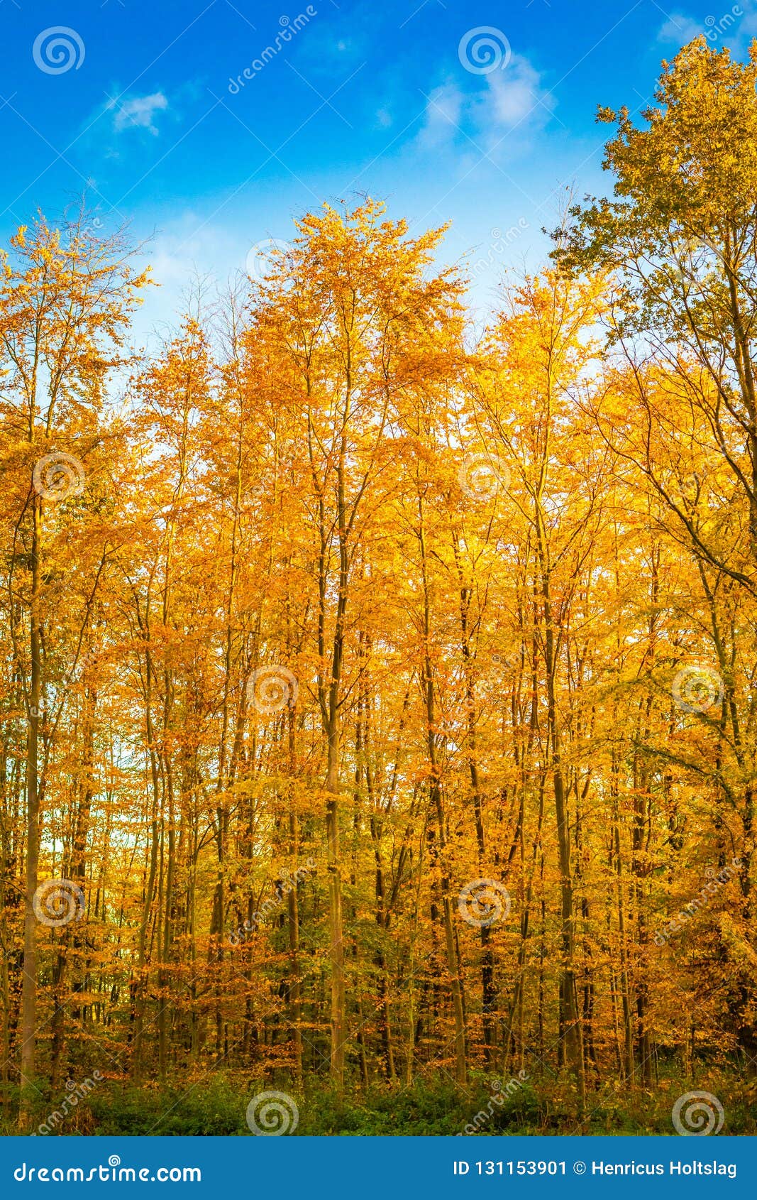 Autumn in Holland stock image. Image of fall, landscape - 131153901