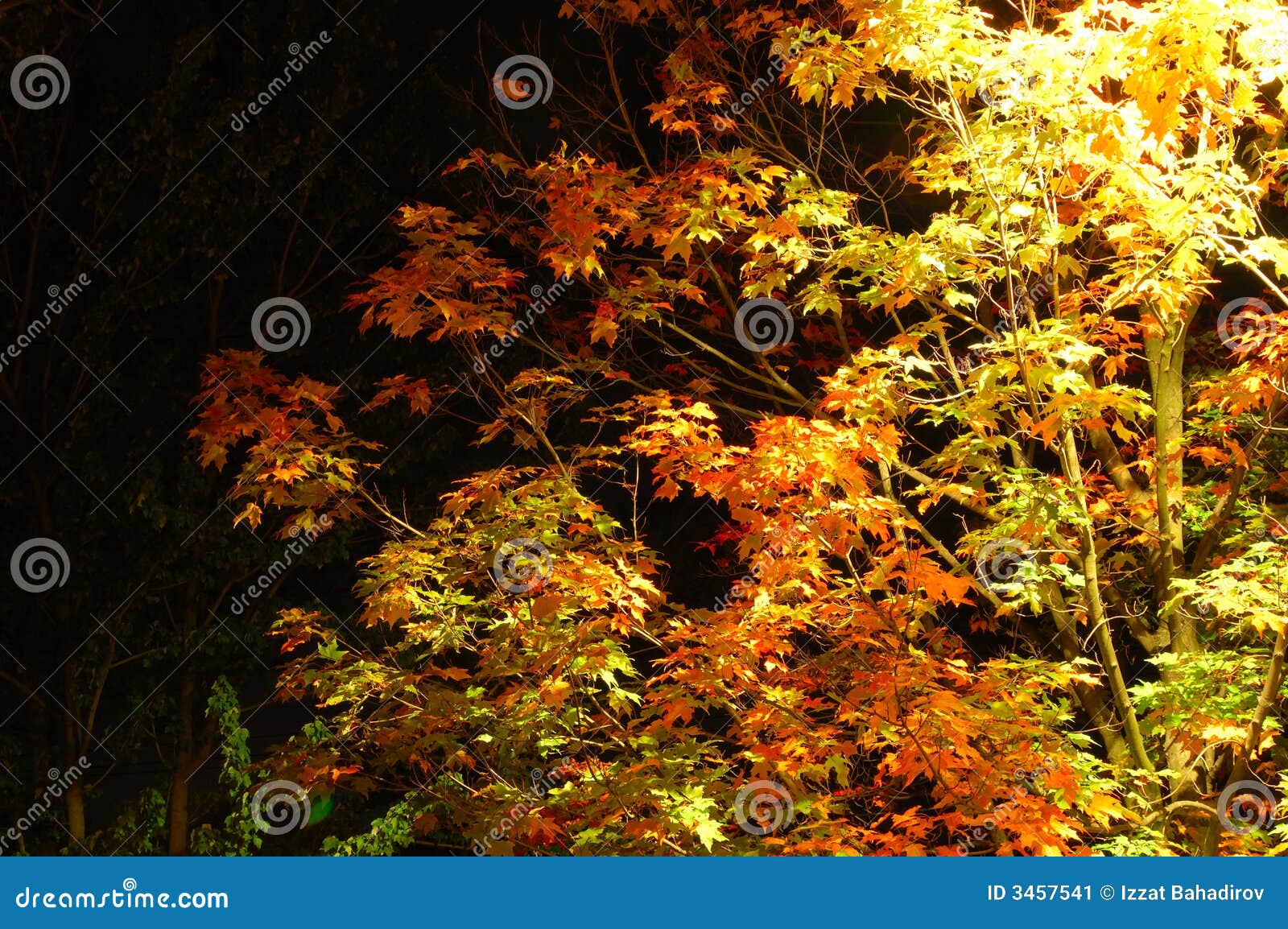 Autumn night stock image. Image of environment, leaves - 3457541