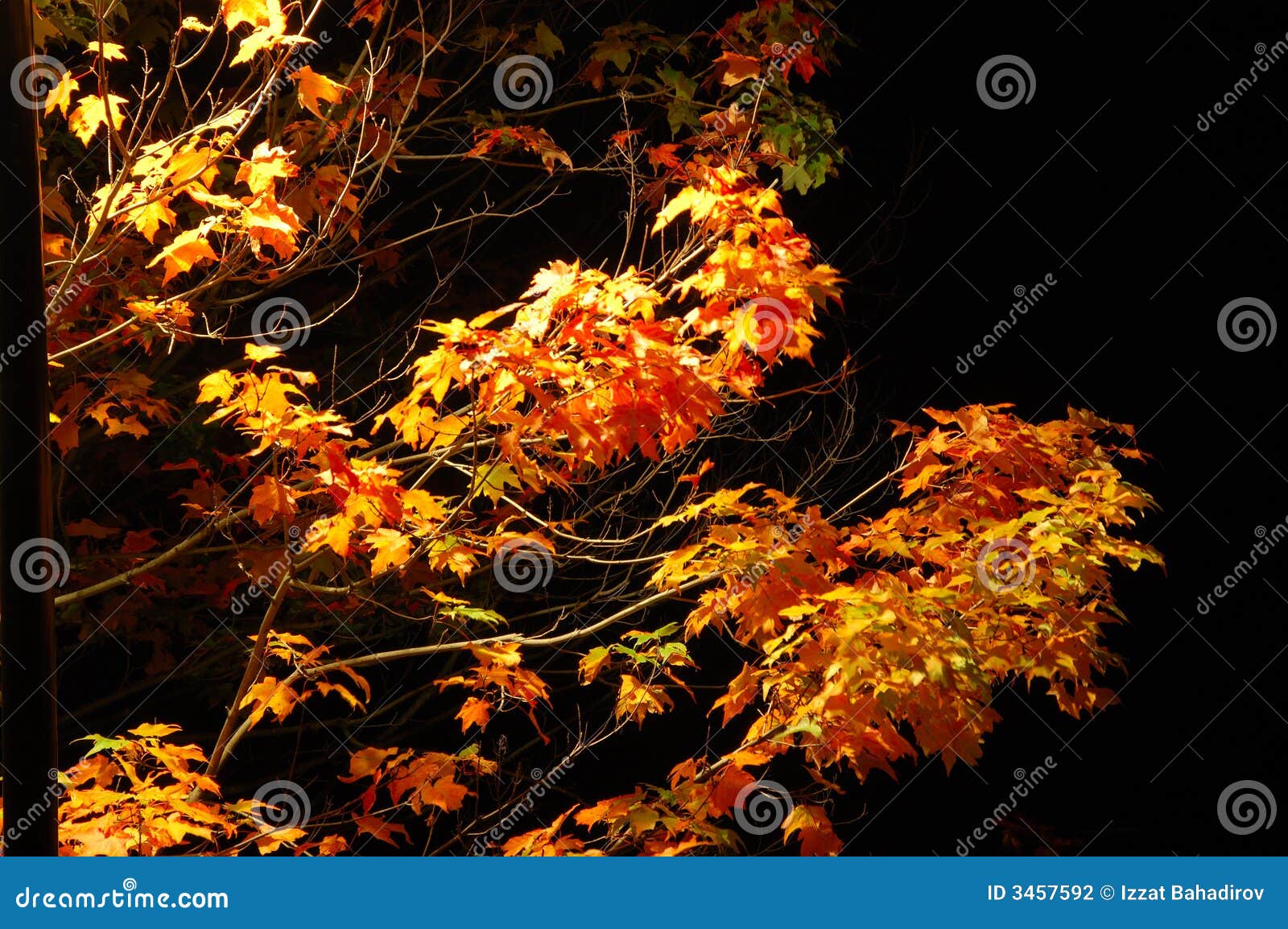Autumn night stock photo. Image of green, autumn, yellow - 3457592