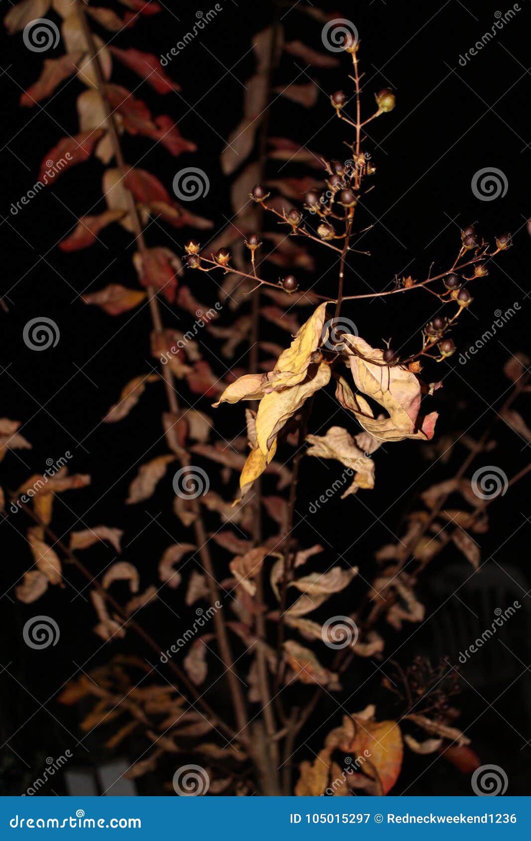 Autumn Night with Withering Plants Stock Image - Image of settled ...