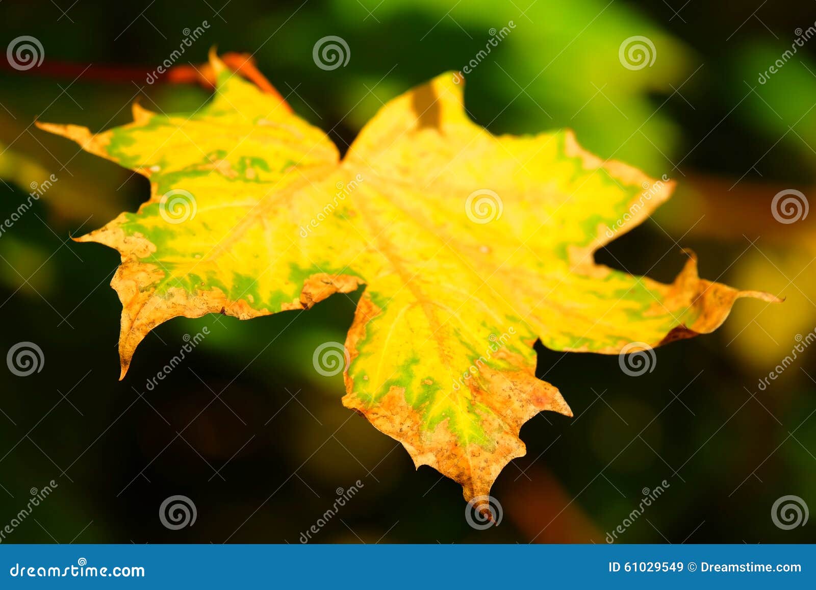 Autumn nostalgia stock image. Image of autumnal, foliage - 61029549