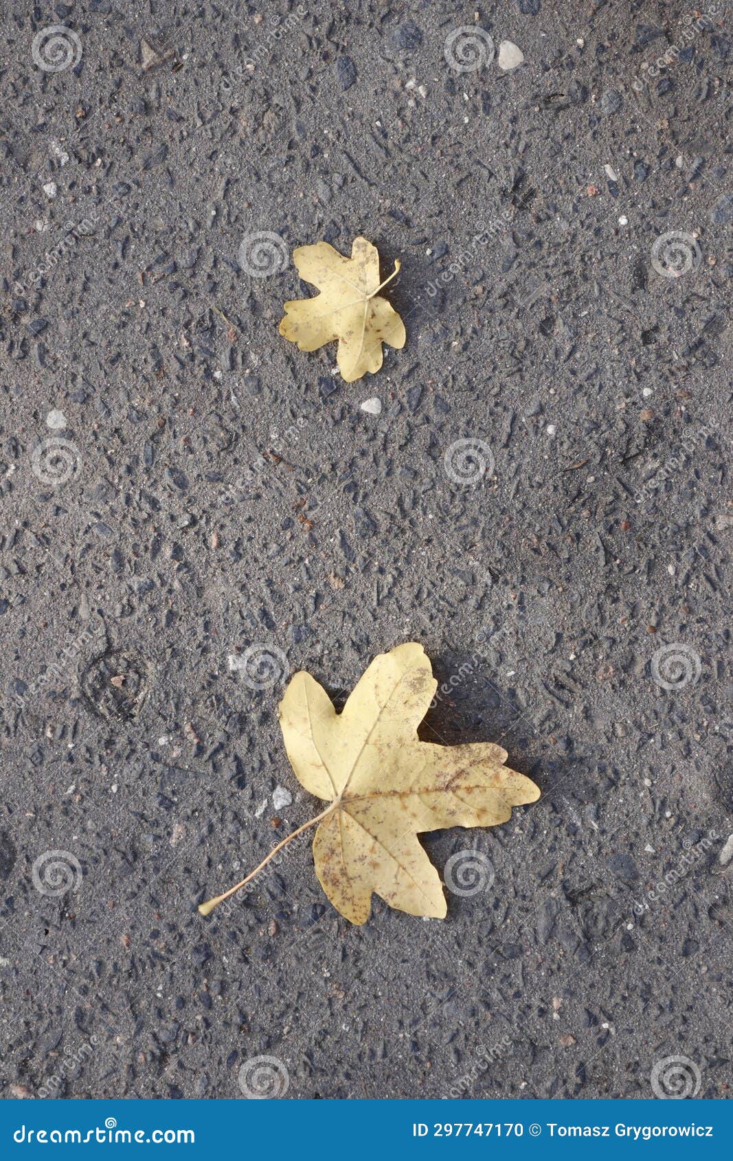 Autumn November Field Maple Leafs Stock Photo - Image of asphalt ...