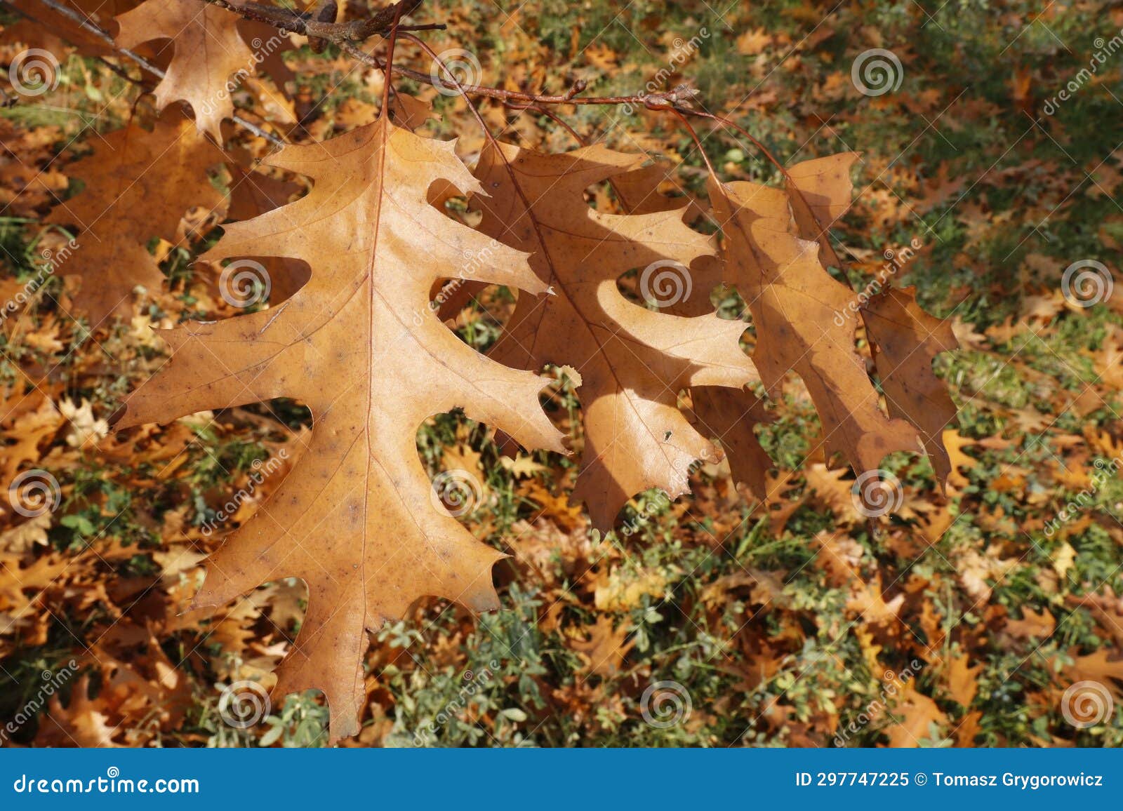 Autumn november oak leafs stock image. Image of season - 297747225