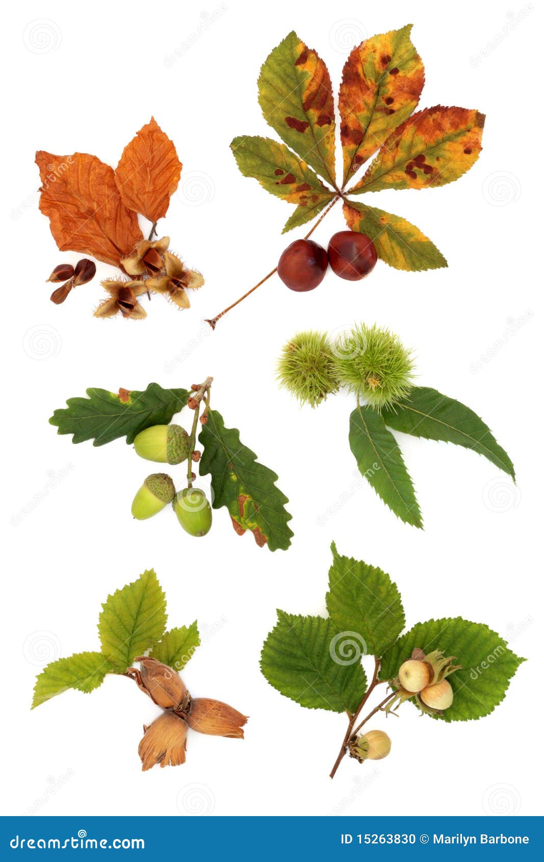 Autumn Nut Collection stock photo. Image of leaf, wild - 15263830