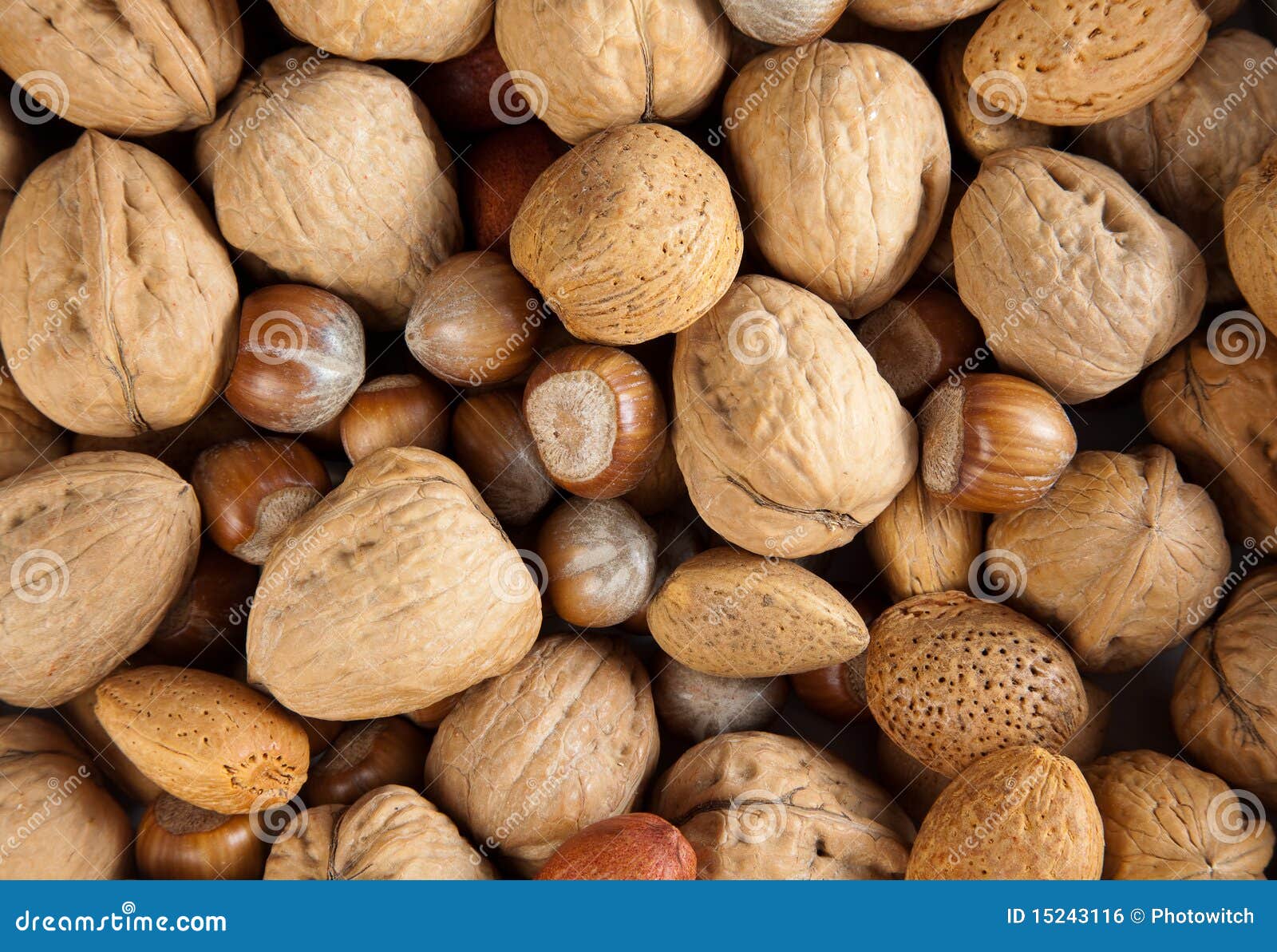 Autumn nuts stock photo. Image of hazelnuts, autumn, nuts - 15243116