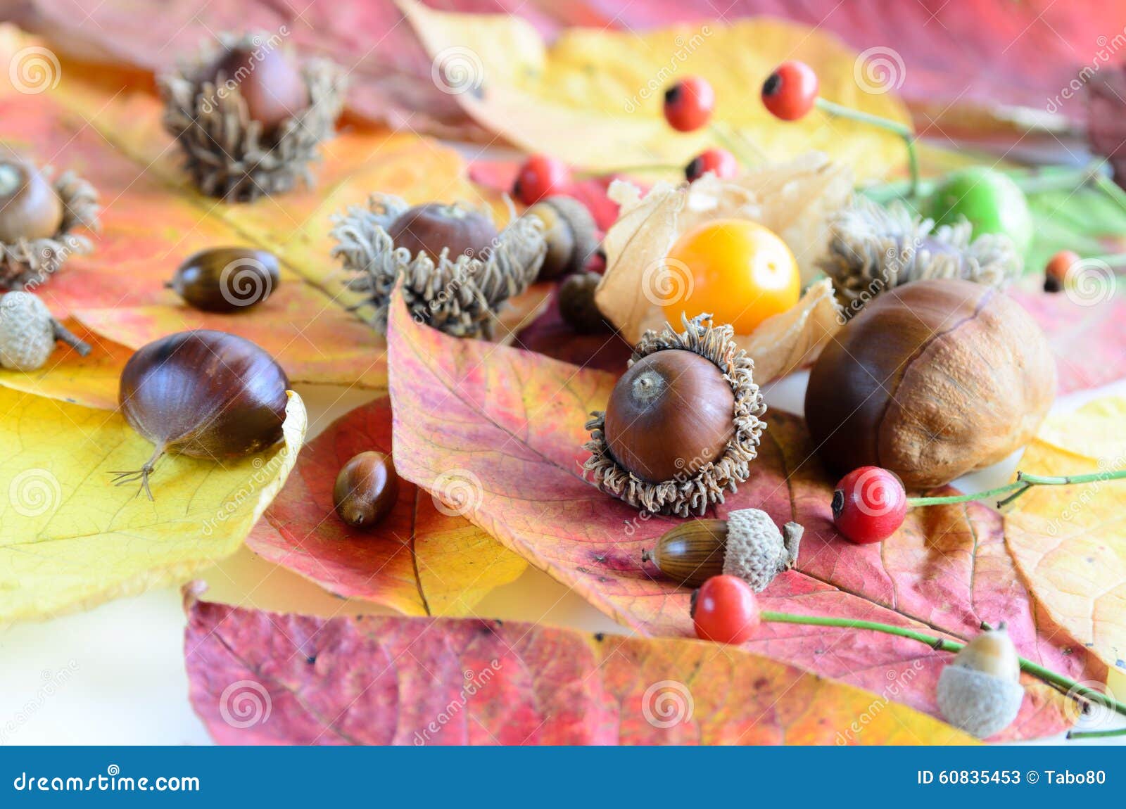 Autumn nuts and leaves stock image. Image of rose, acorn - 60835453