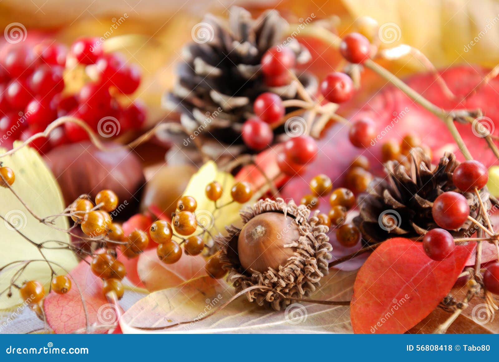 Autumn Nuts Nuts and Berries Stock Photo - Image of pine, fallen: 56808418