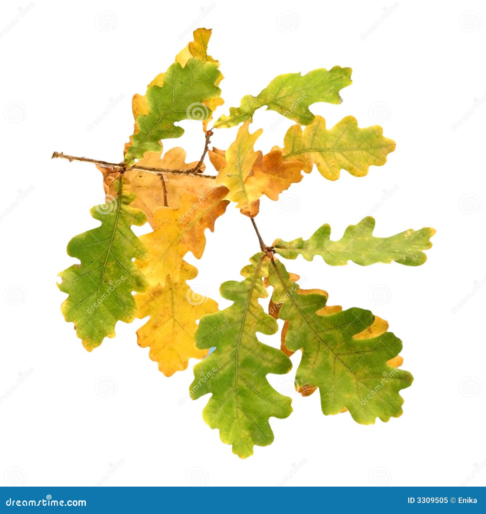 Autumn oak branch stock image. Image of october, decoration - 3309505