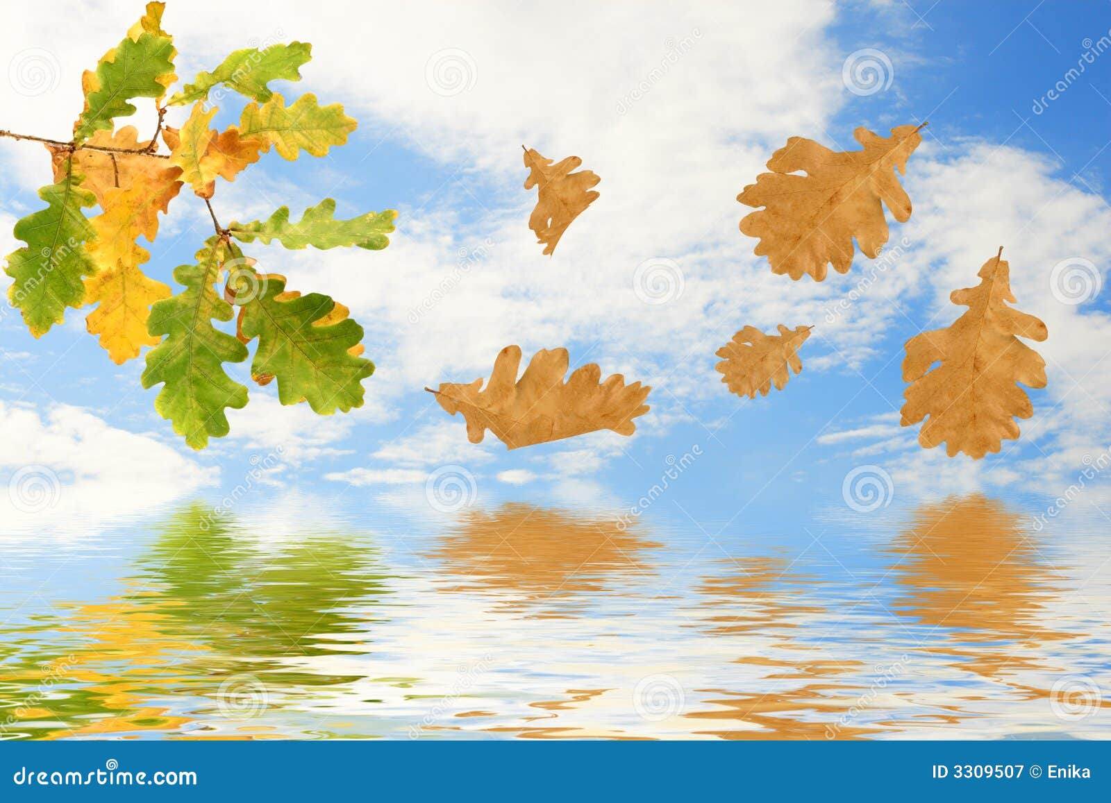 Autumn oak branch stock image. Image of tree, season, autumn - 3309507
