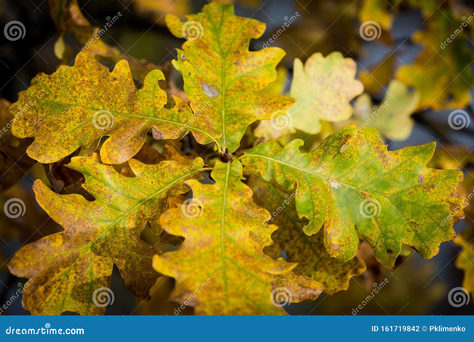 Autumn oak branch stock photo. Image of growth, leaf - 161719842
