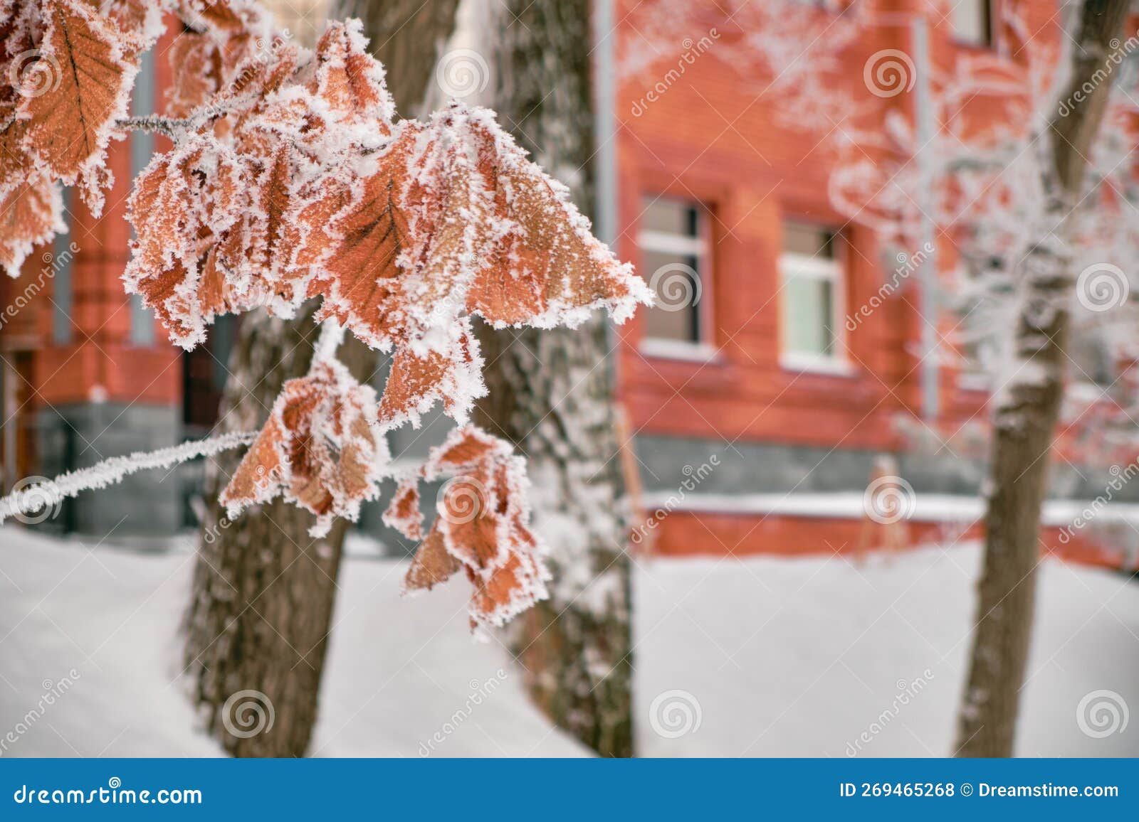 Autumn Oak Brown Leaves in the Snow. Stock Photo - Image of colorful ...