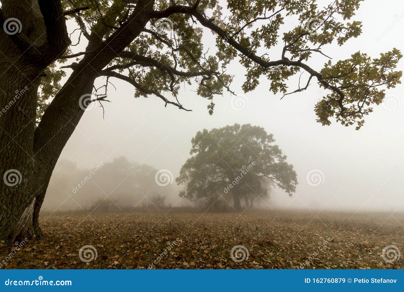 Autumn in the oak forest stock image. Image of field - 162760879