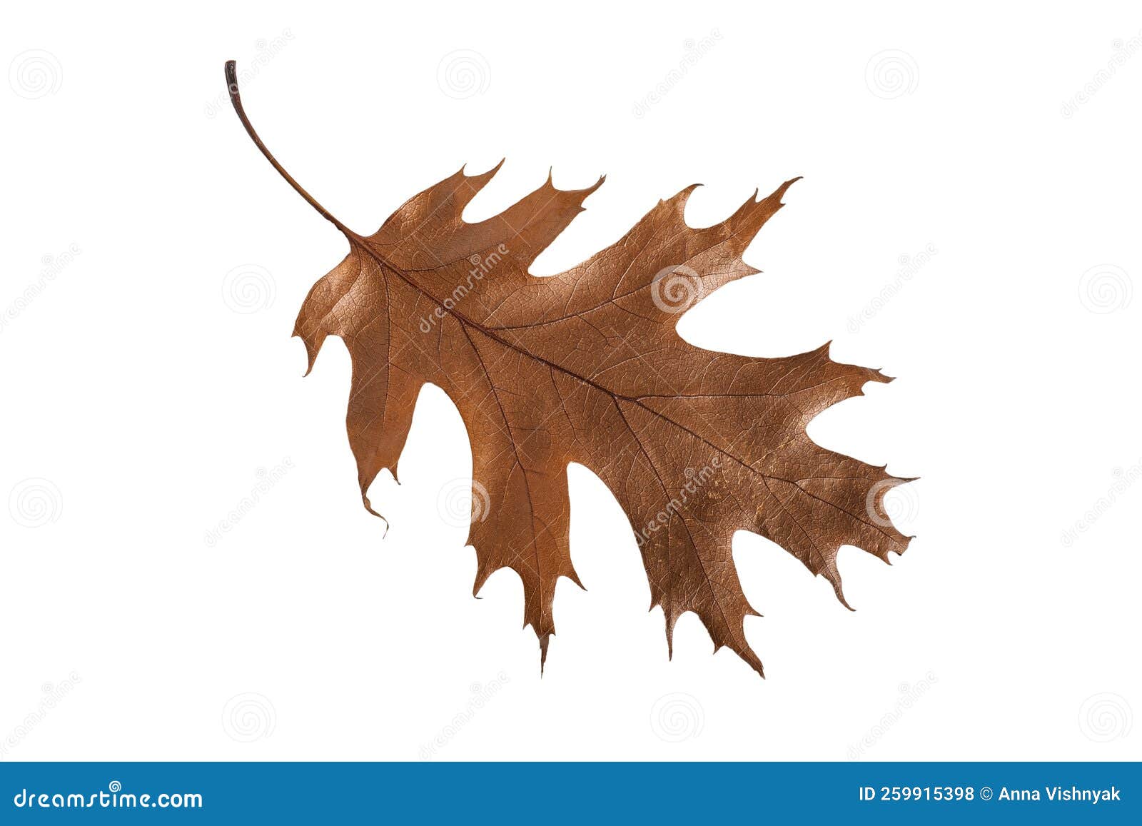 Autumn Oak Leaf Isolated on White Background Stock Photo - Image of ...