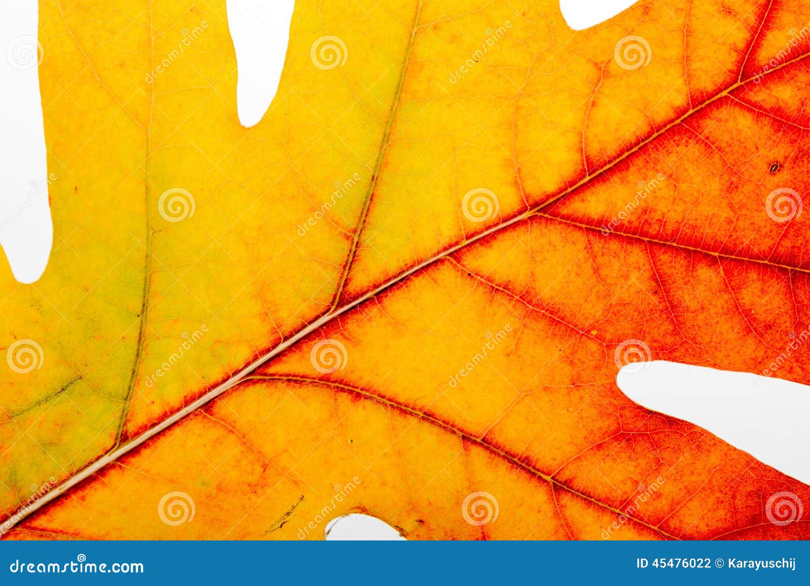 Autumn Oak Leaf Macro stock photo. Image of october, leaf - 45476022