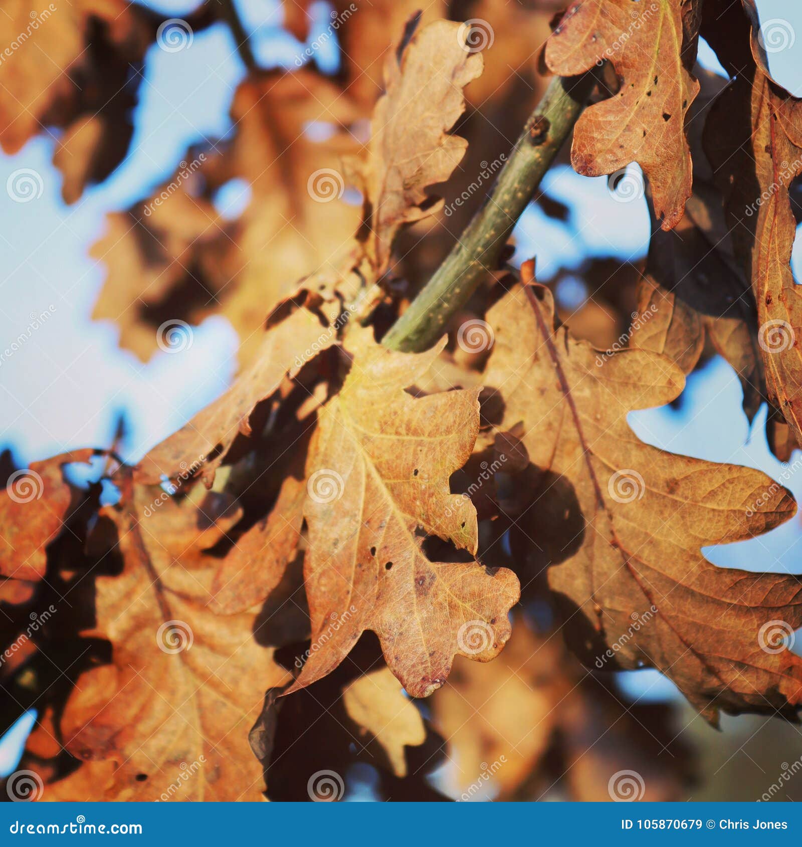 Autumn Oak Leaves imagen de archivo. Imagen de arce - 105870679