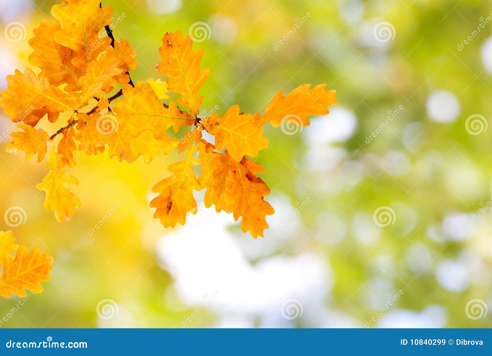 Autumn Oak Leaves stock image. Image of copy, withering - 10840299