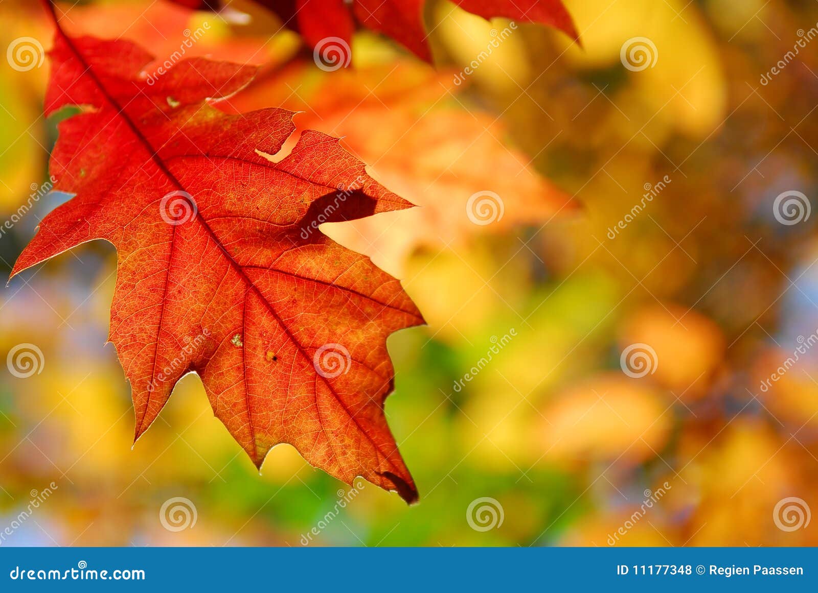 Autumn oak leaves stock photo. Image of foliage, background - 11177348