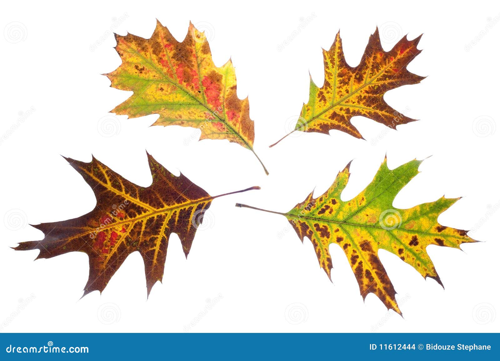 Autumn oak leaves stock photo. Image of autumn, decoration - 11612444