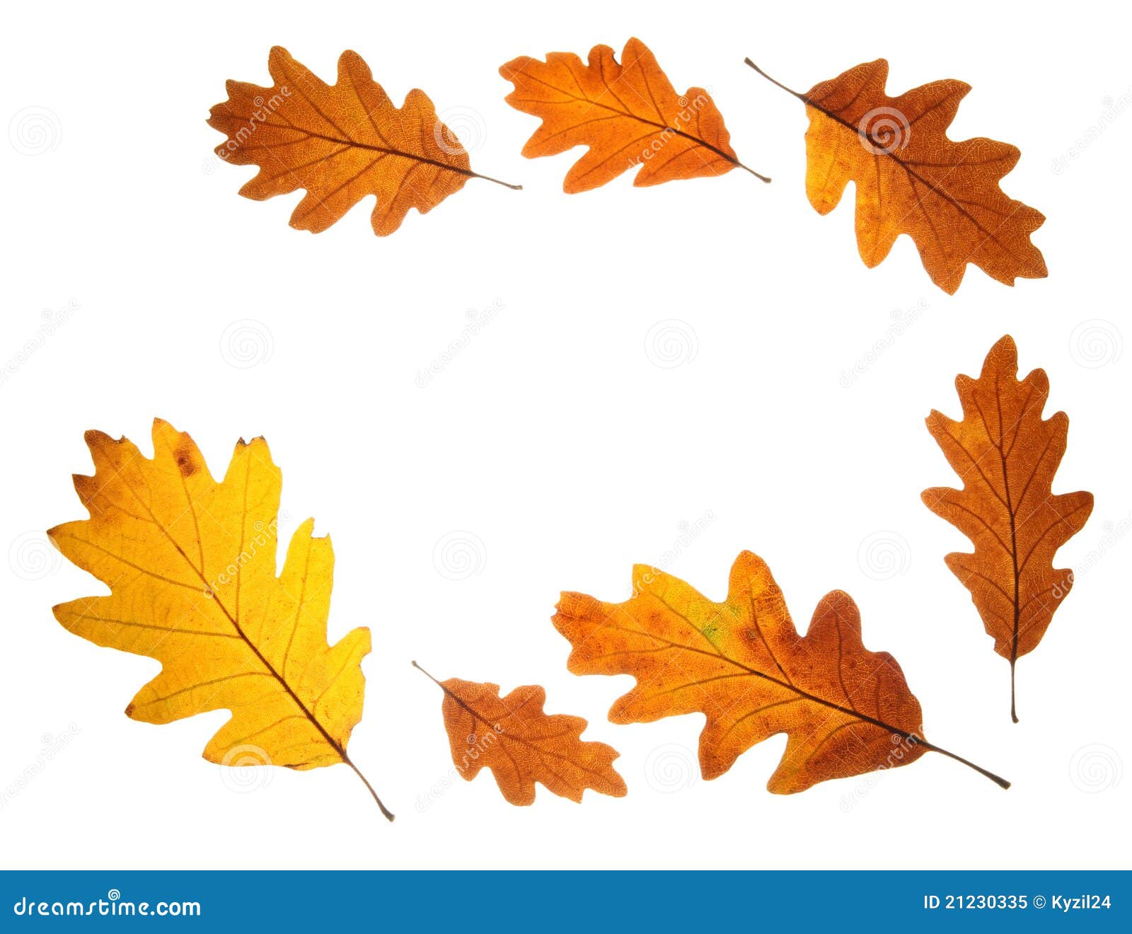 Autumn oak leaves stock image. Image of fall, horizontal - 21230335
