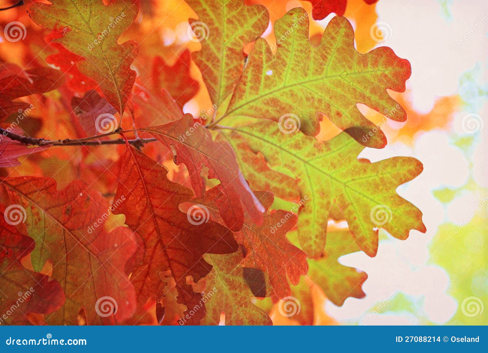 Autumn Oak Leaves stock photo. Image of branch, season - 27088214
