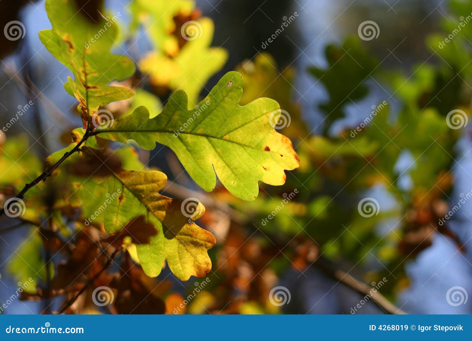 Autumn: oak leaves stock image. Image of abundance, close - 4268019