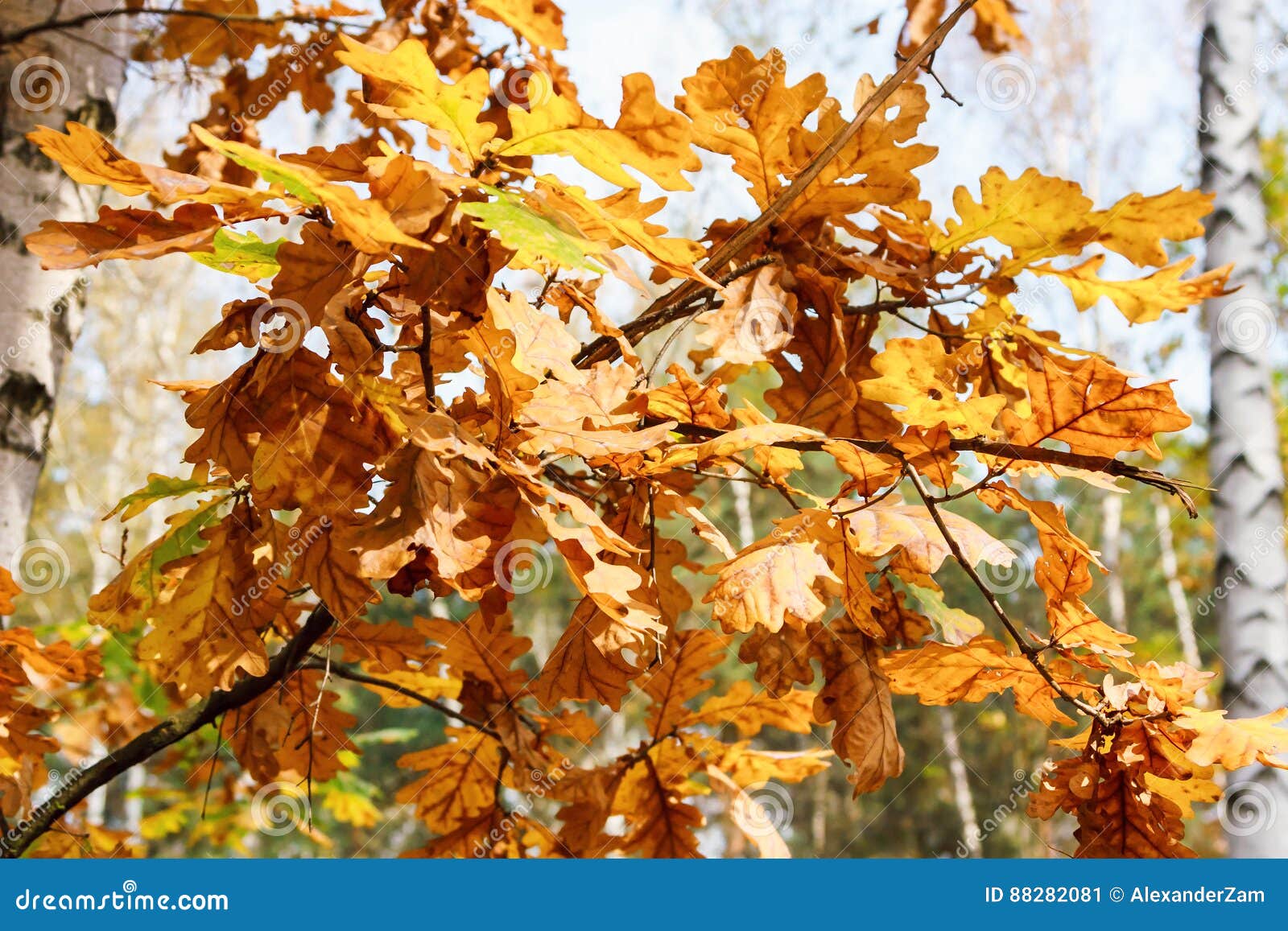 Autumn Oak Leaves image stock. Image du lames, centrale - 88282081