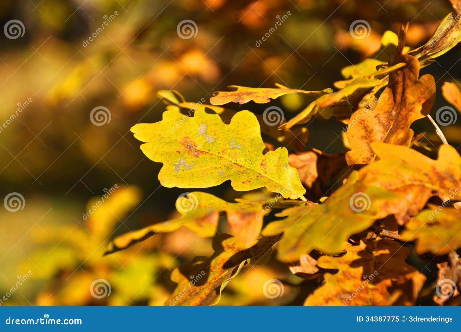 Autumn oak leaves stock image. Image of forest, carpinus - 34387775