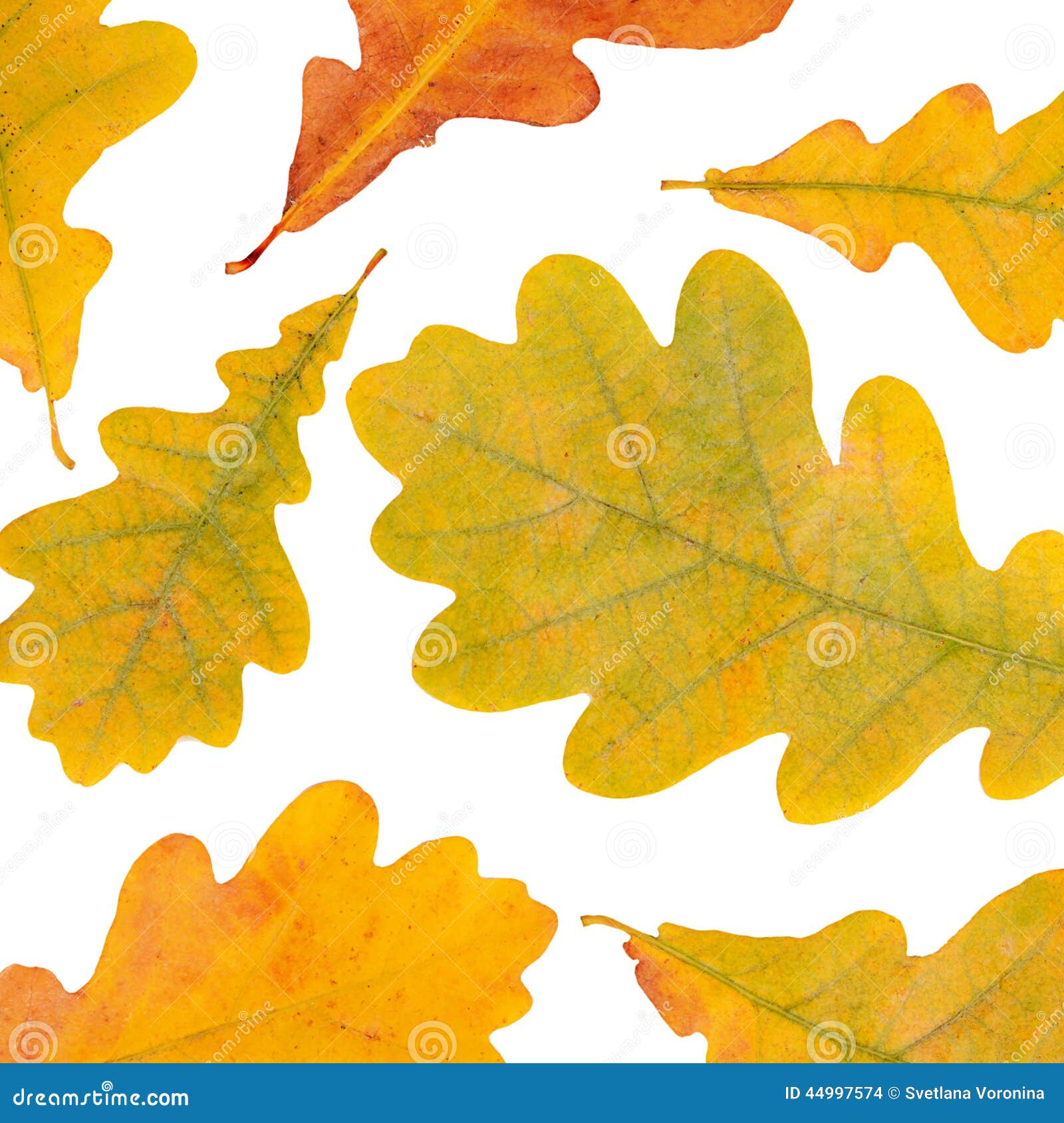 Autumn Oak Leaves Isolated on White Stock Photo - Image of natural ...