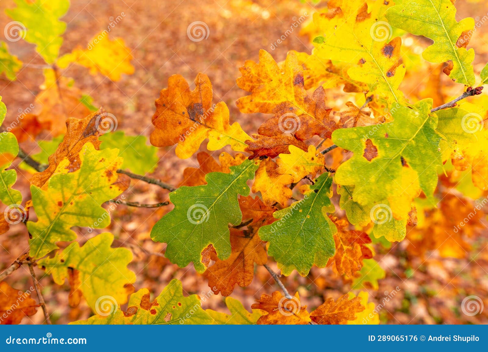 Autumn Oak Leaves in the Park. Nature. Stock Photo - Image of autumn ...