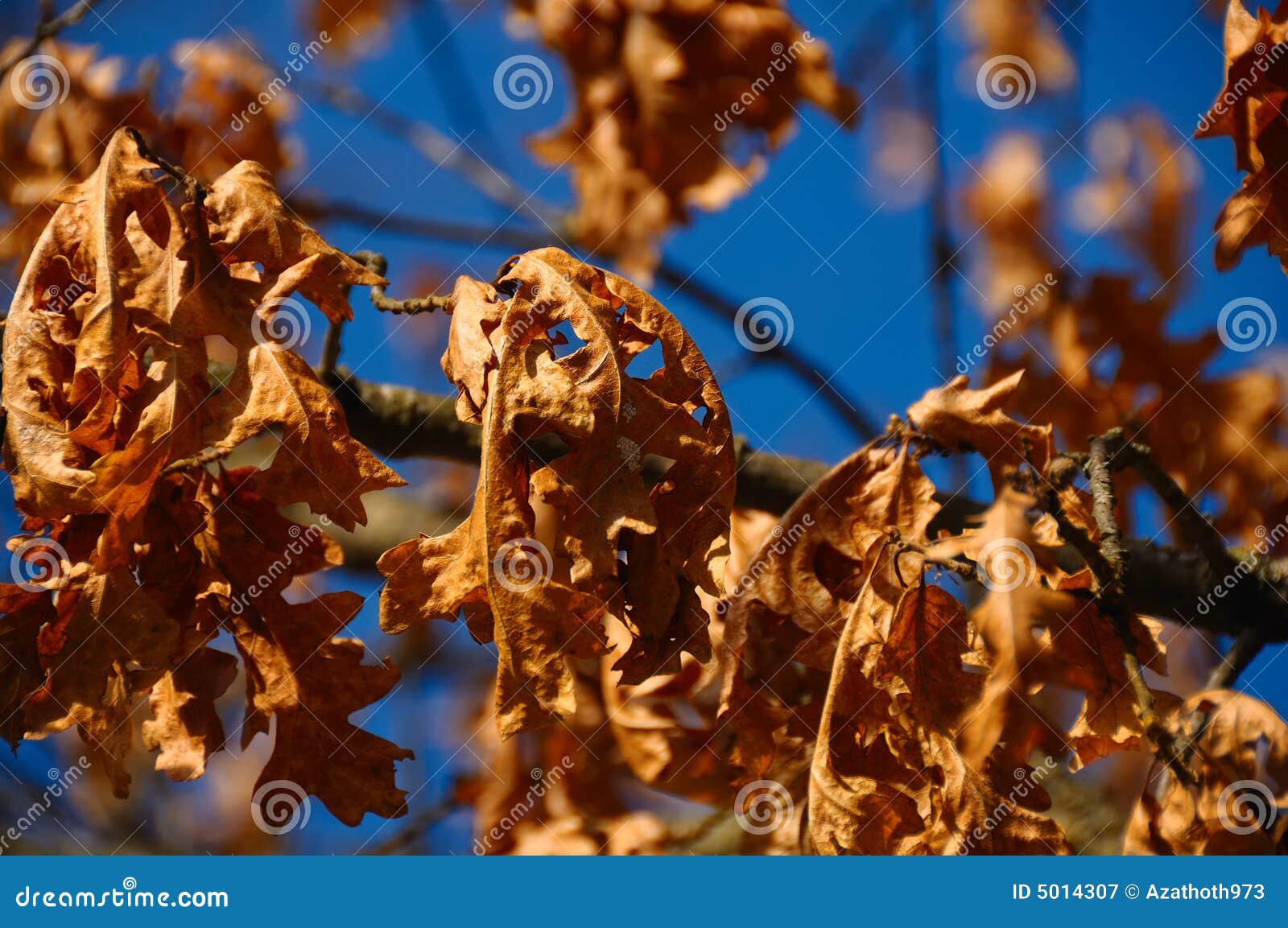 Autumn Oak Leaves at Sunset Stock Image - Image of abstract, fall: 5014307