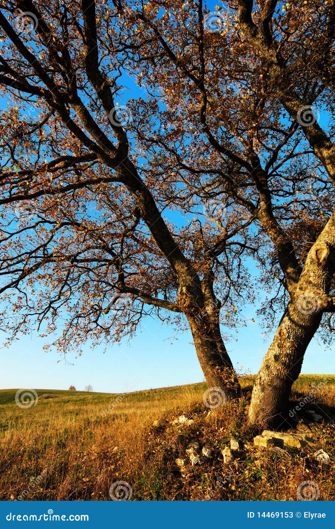Autumn oak tree stock image. Image of fall, large, idyll - 14469153
