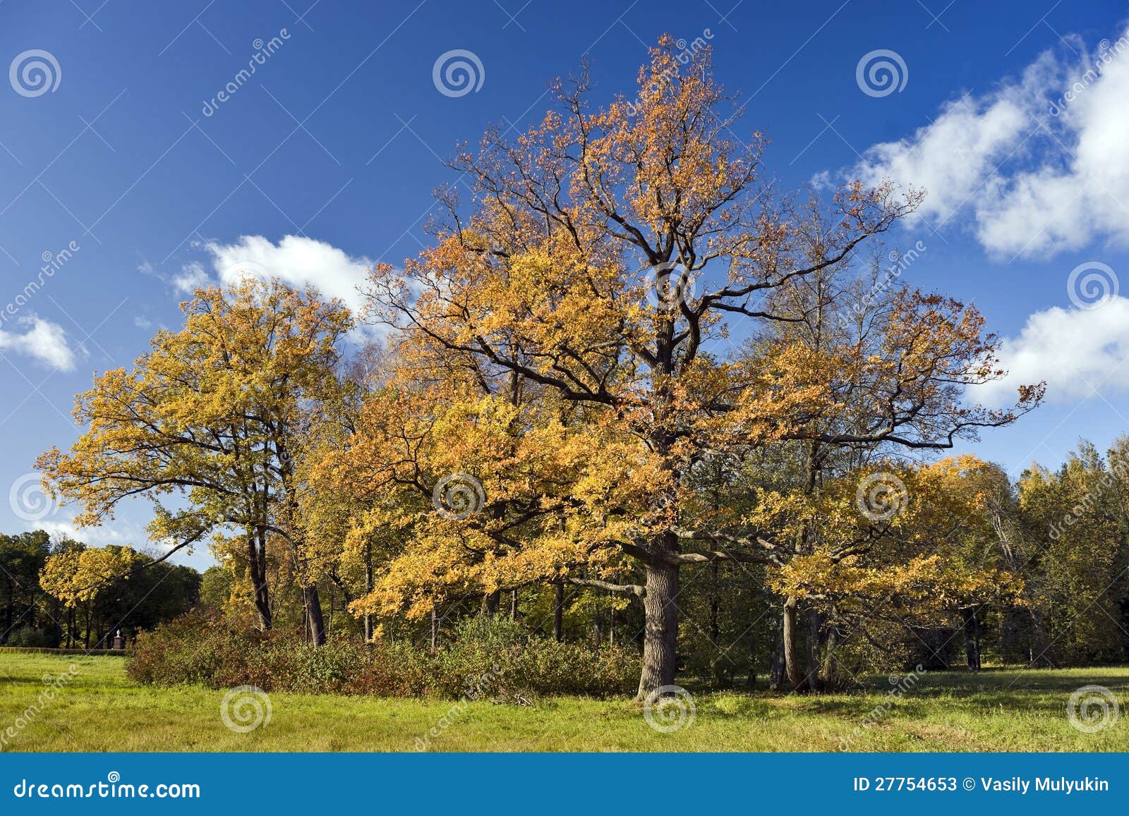 Autumn oak tree stock image. Image of fall, sunny, golden - 27754653