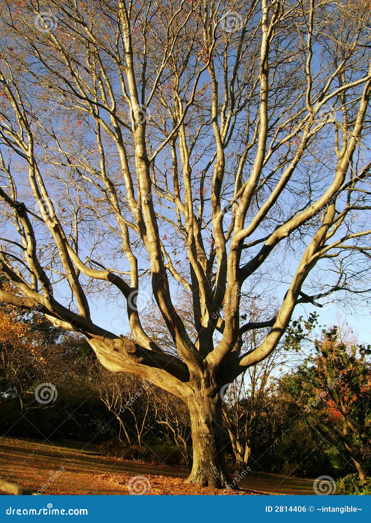 124 Vertical Background Spreading Tree Stock Photos - Free & Royalty ...